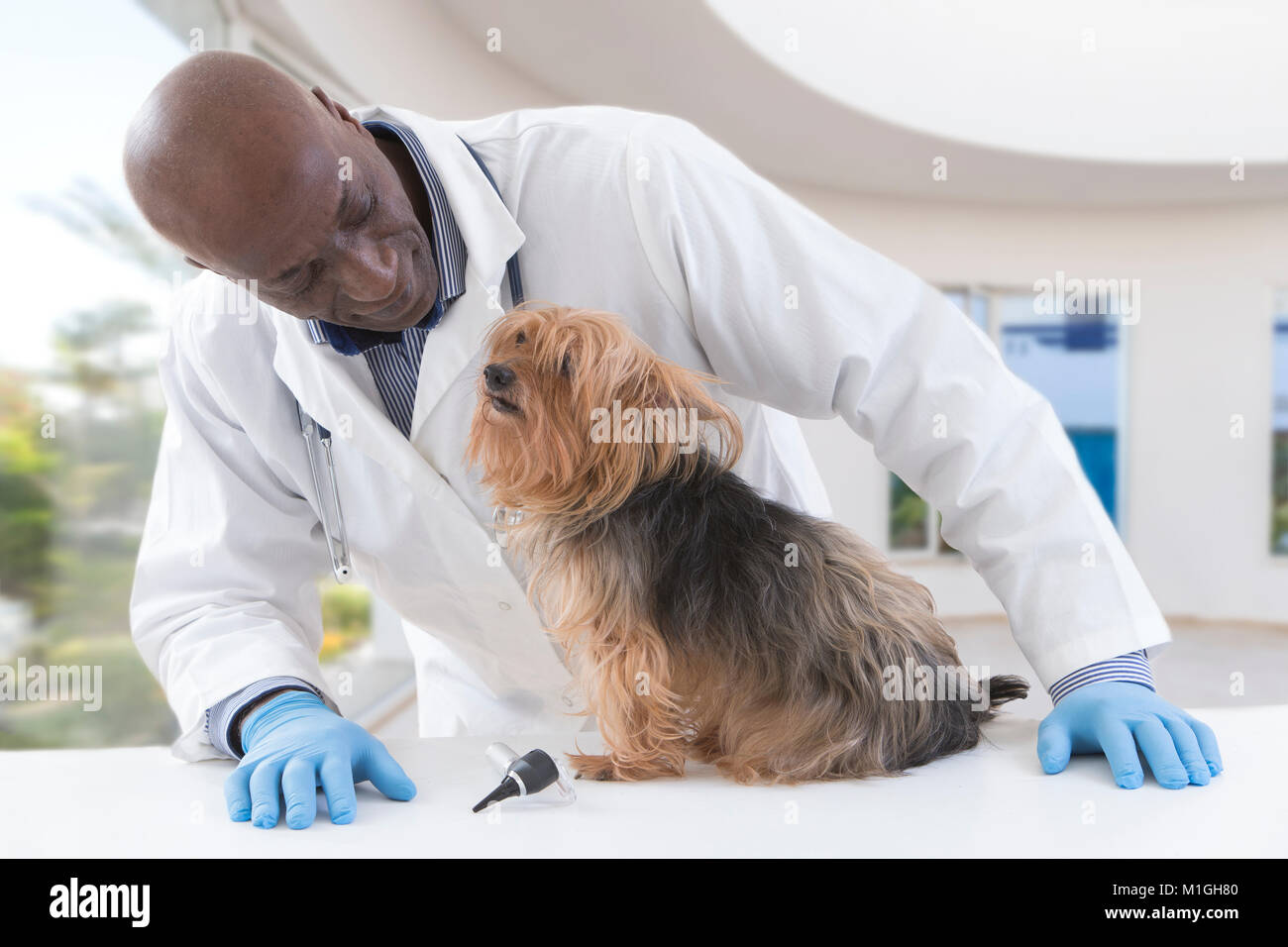 portrait of a happy veterinarian examining Yorkshire terrier on table ...