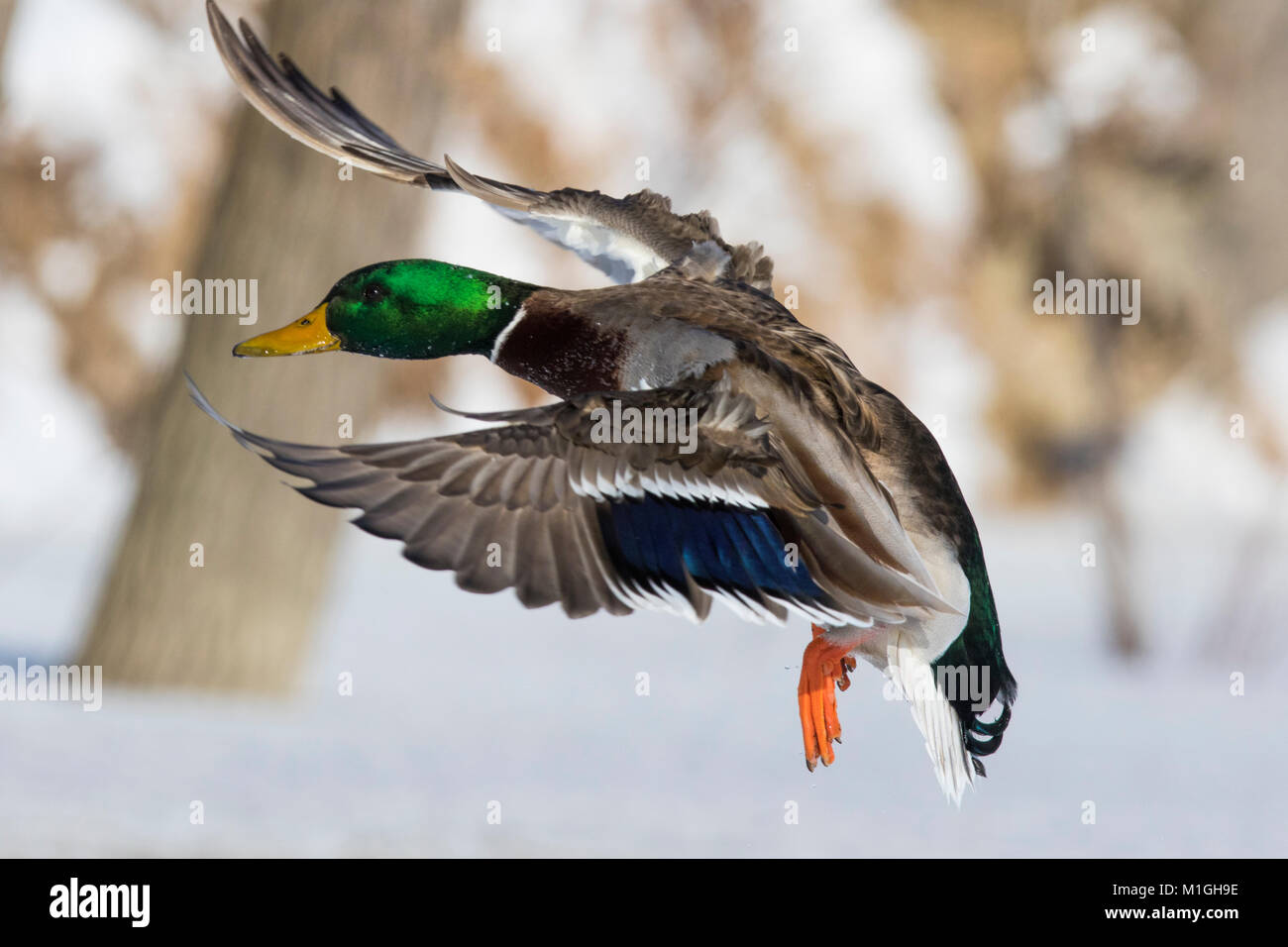 Mallard drake landing in canadian winter Stock Photo - Alamy