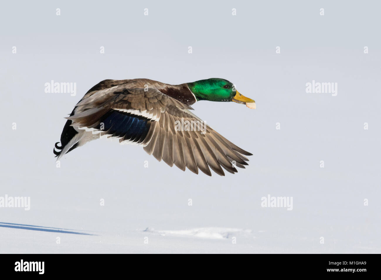 Mallard drake landing in canadian winter Stock Photo - Alamy