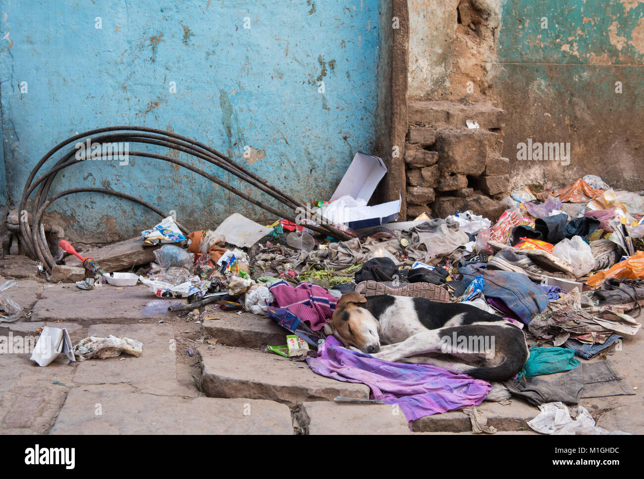 Homeless dog hi-res stock photography and images - Alamy