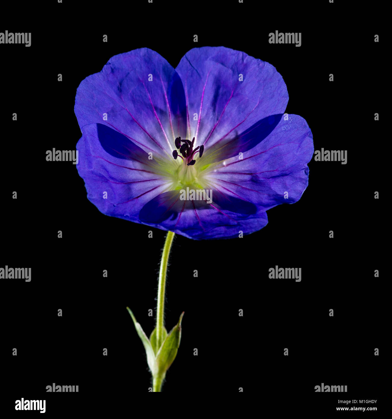 A macro shot of a blue geranium bloom Stock Photo - Alamy