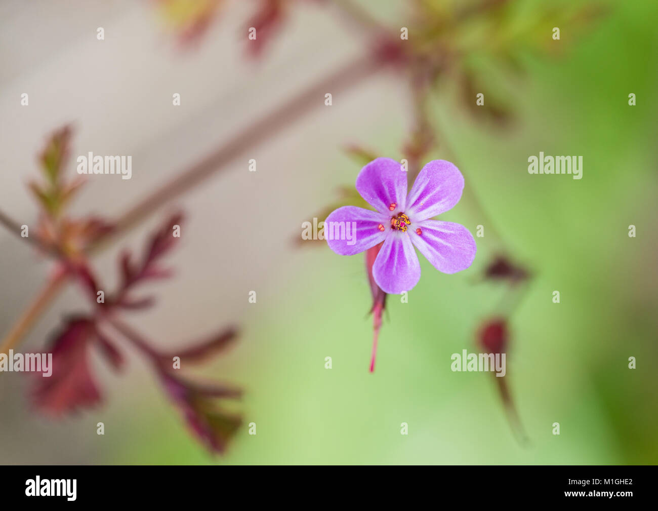 Pink weed hi-res stock photography and images - Alamy