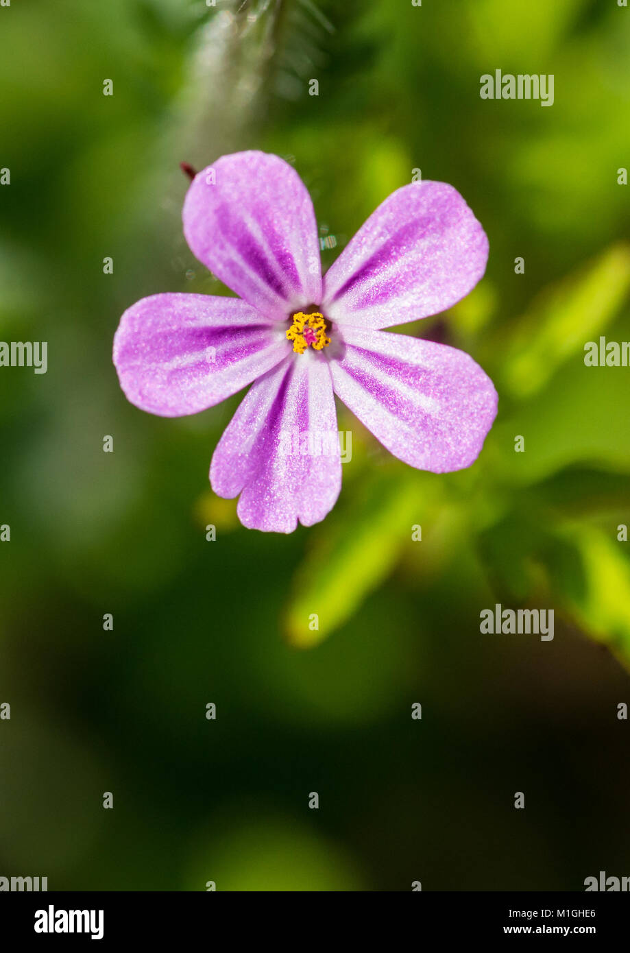 A macro shot of a single pink herb robert bloom Stock Photo - Alamy