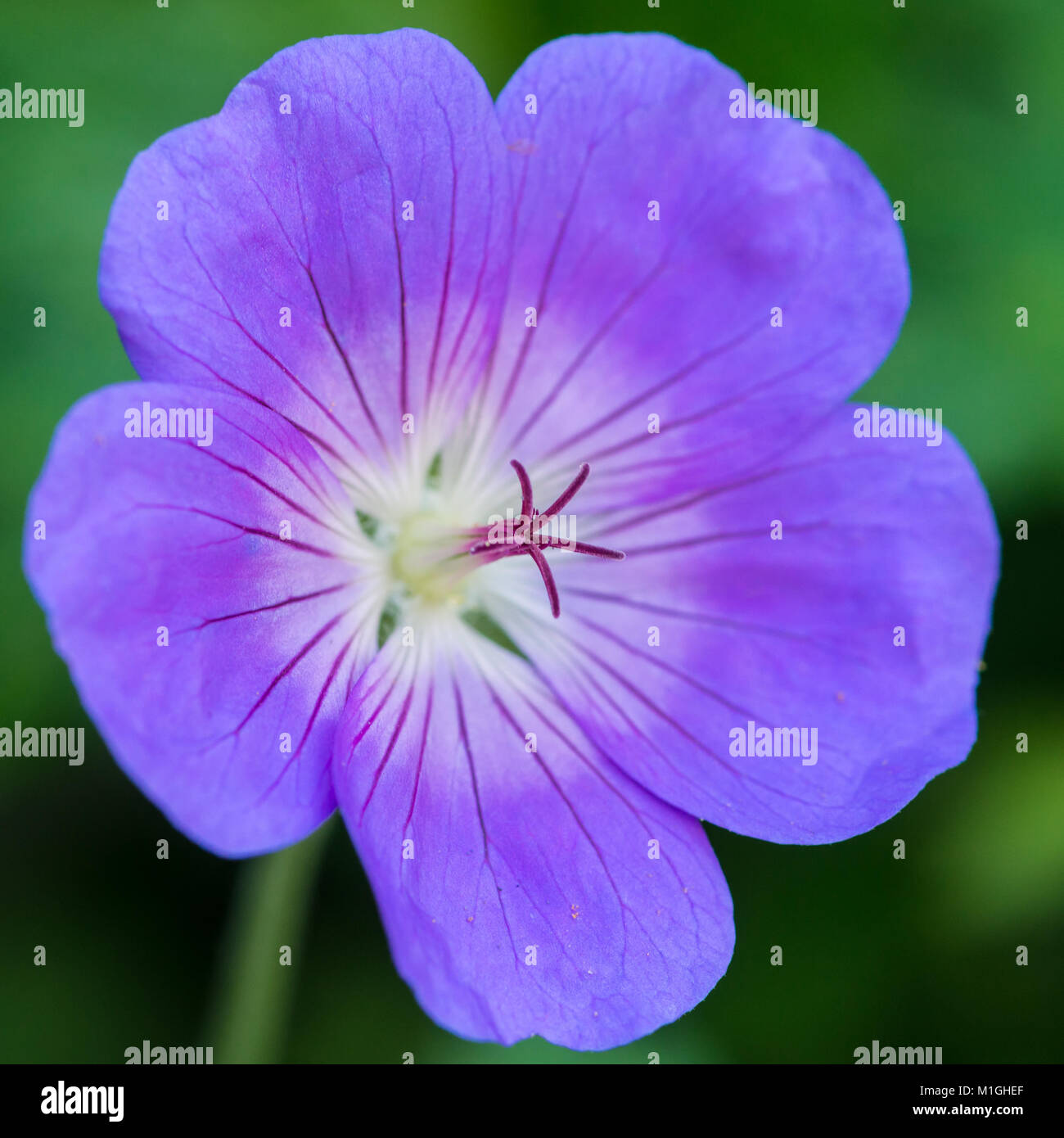 Geranium Rozanne Flower Stock Photos & Geranium Rozanne Flower Stock ...