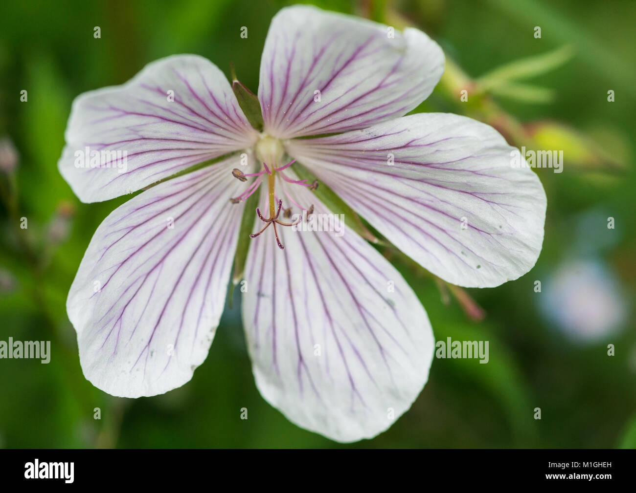 Geranium stigma pollen hi-res stock photography and images - Alamy