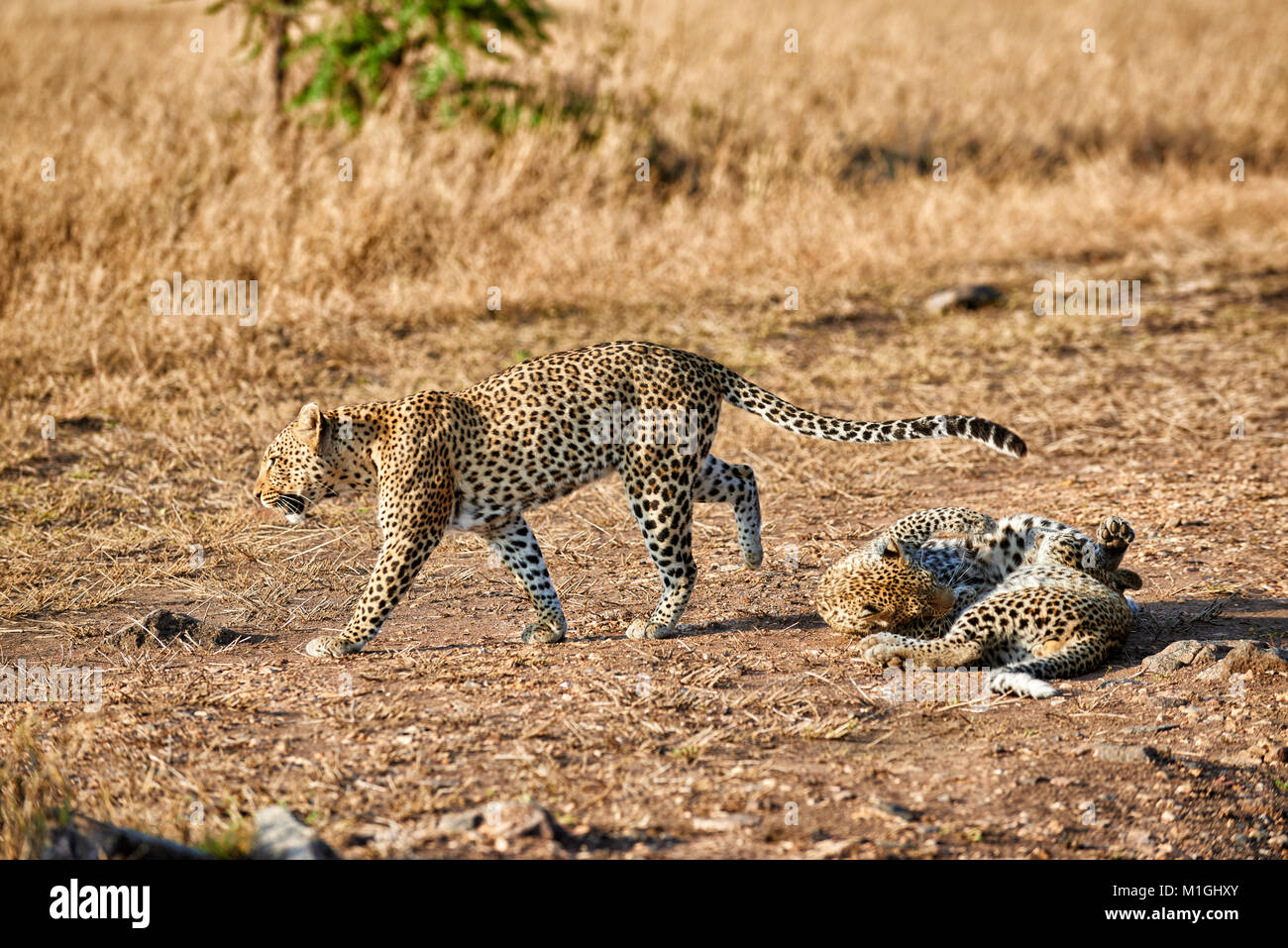African leopard cub hi-res stock photography and images - Alamy