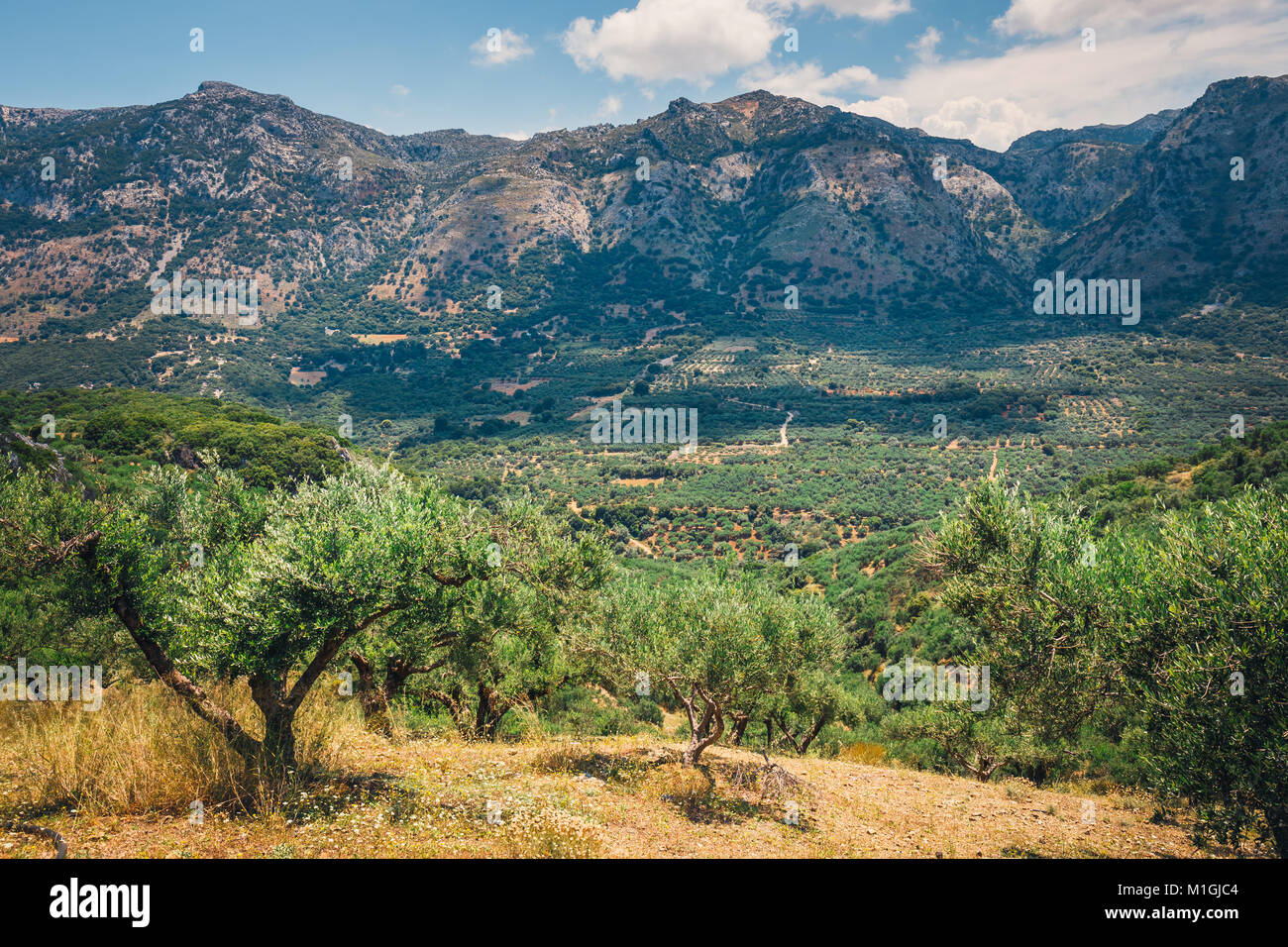 Olive fields on Crete Island in Greece, Cretan landscape Stock Photo - Alamy