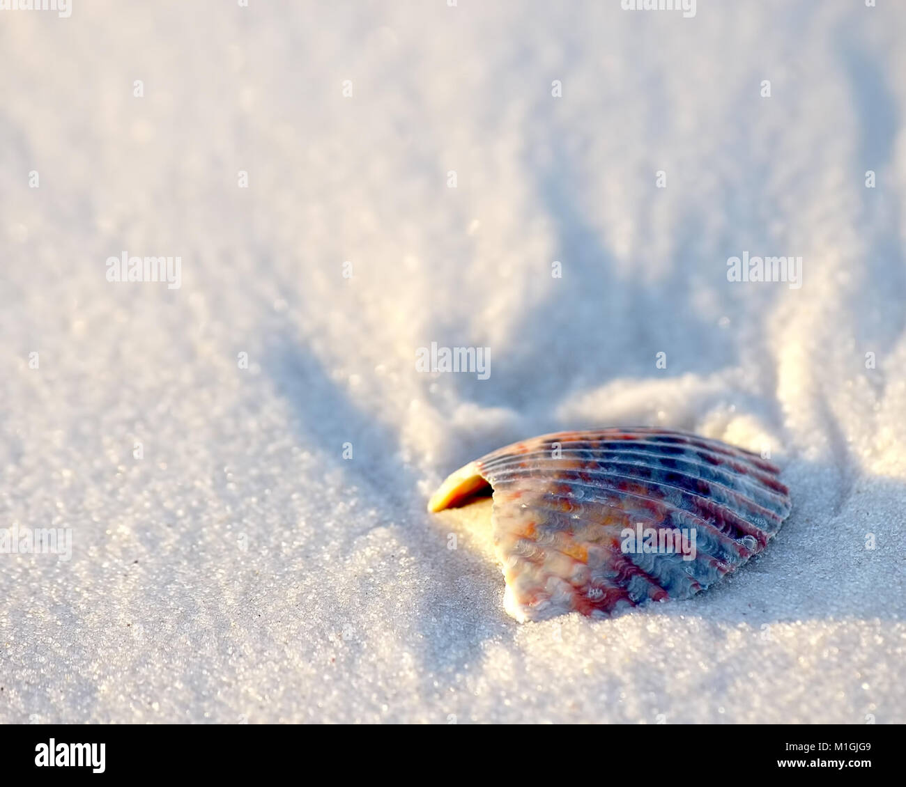 Seashell on the beach Stock Photo - Alamy