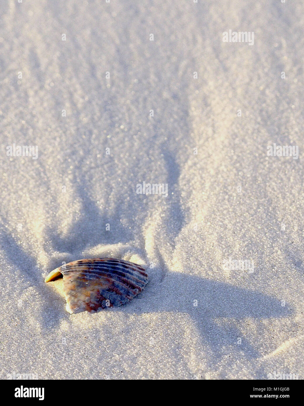 Seashell on white sand beach Stock Photo - Alamy
