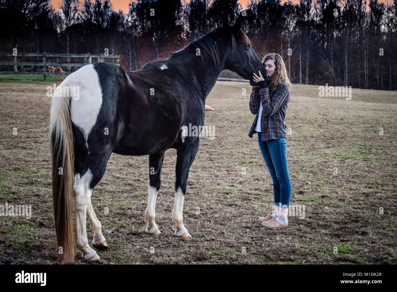 Rural Virginia horse farm Stock Photo - Alamy