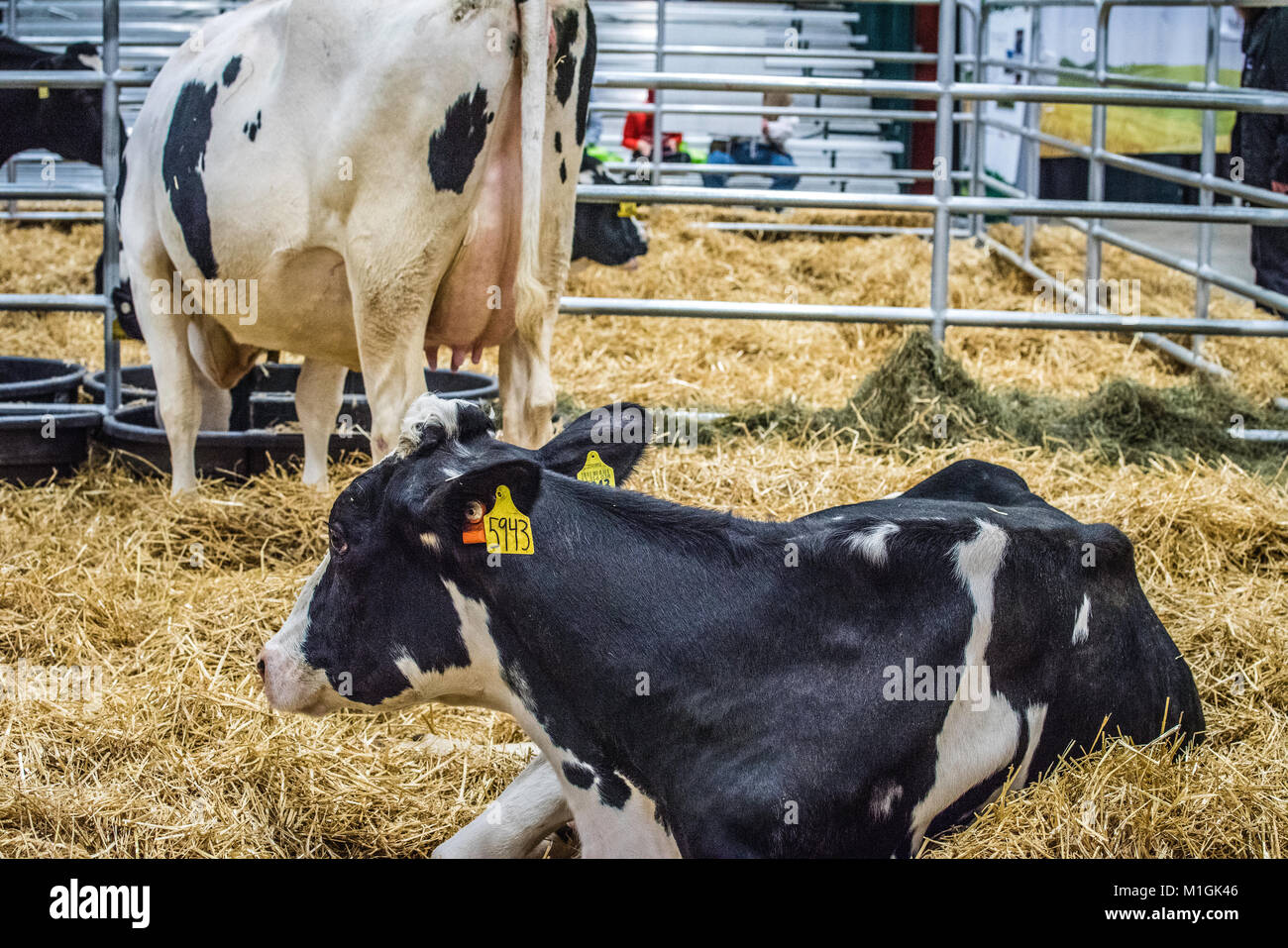 PA. FARM SHOW EXHIBITION Stock Photo - Alamy