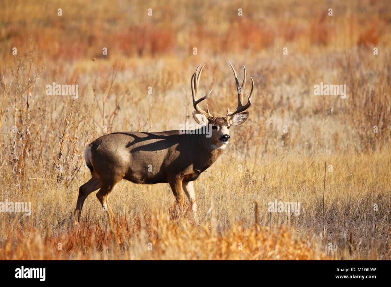 Deer profile hi-res stock photography and images - Alamy