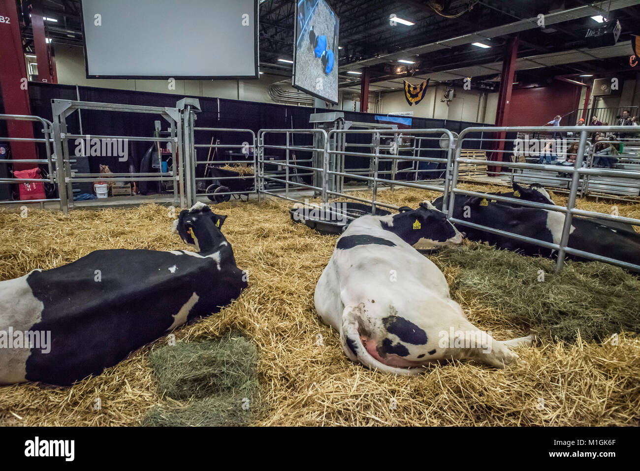 PA. FARM SHOW EXHIBITION Stock Photo - Alamy