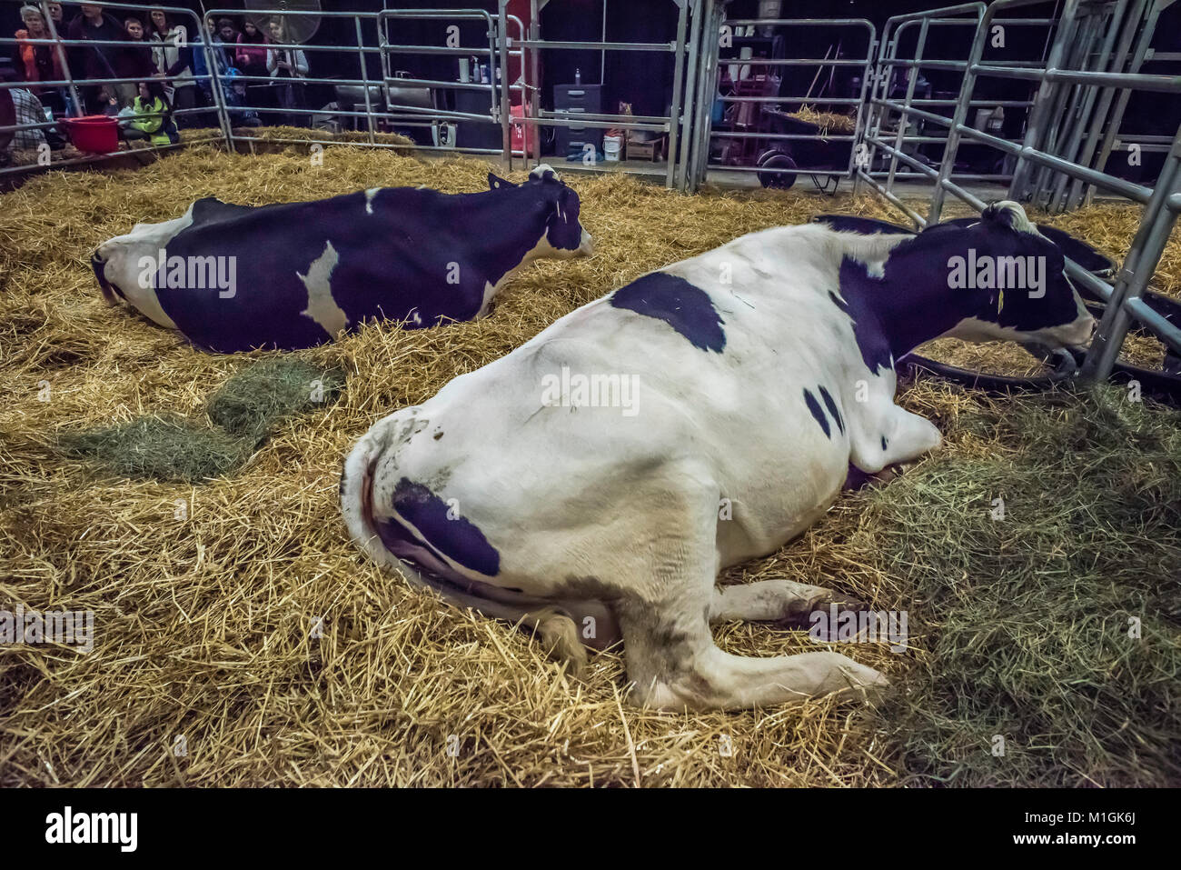 PA. FARM SHOW EXHIBITION Stock Photo - Alamy