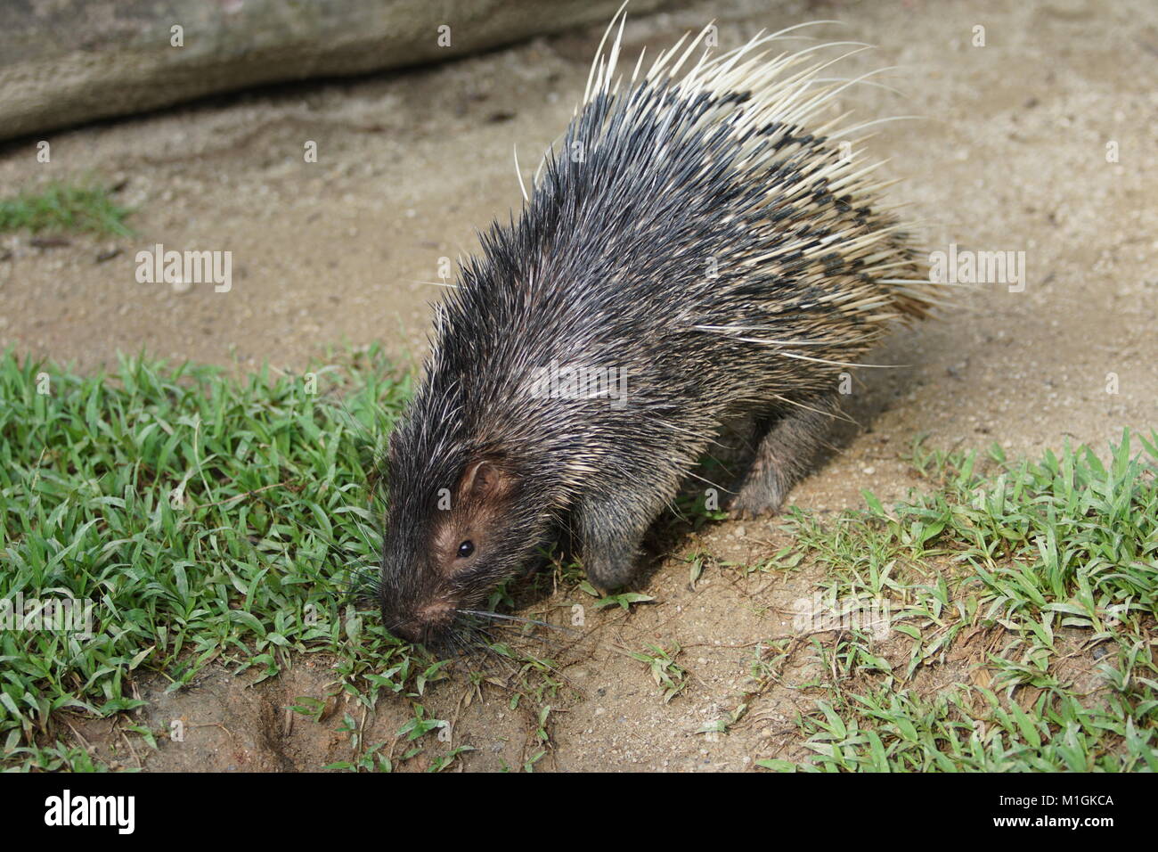 Portrait of cute small porcupine Stock Photo - Alamy