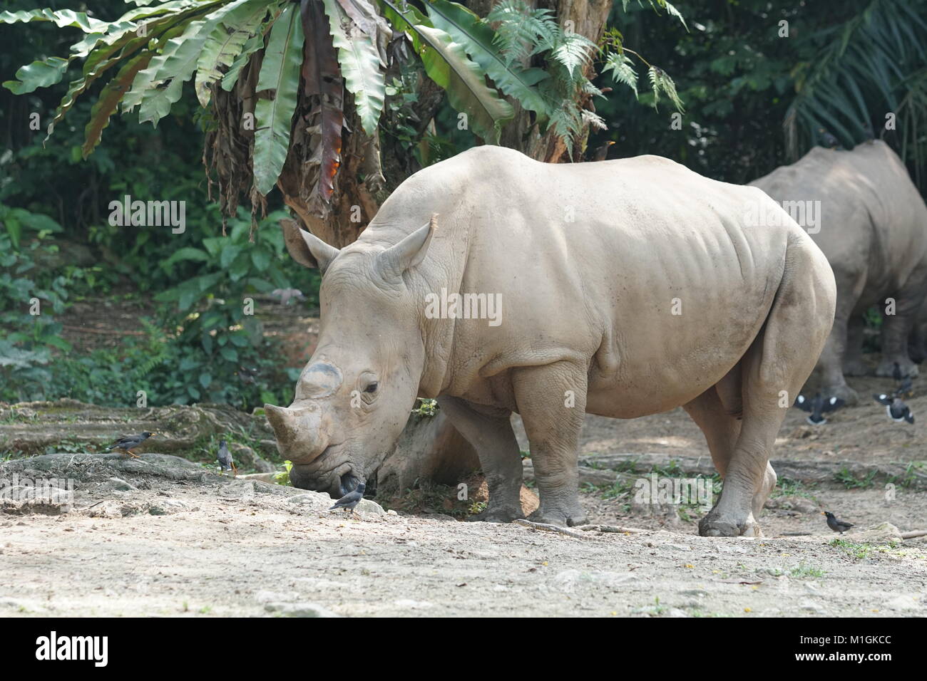 A group of The white rhinoceros or square-lipped rhinoceros ...