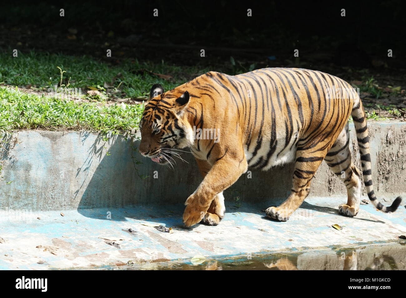 Female Malayan tiger (Panthera tigris jacksoni) walking around in zoo ...