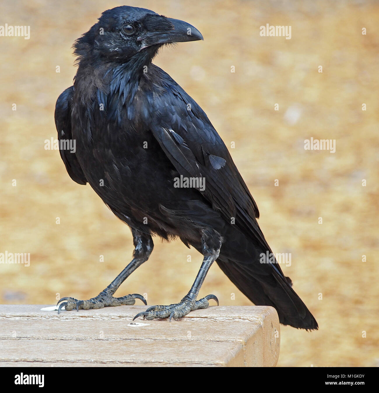Common raven city hi-res stock photography and images - Alamy