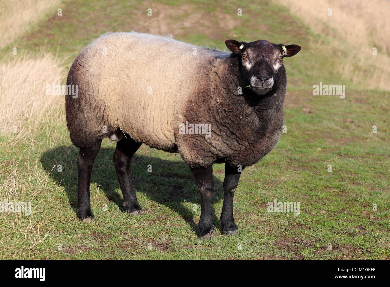 Sheep with ear tags hi-res stock photography and images - Alamy