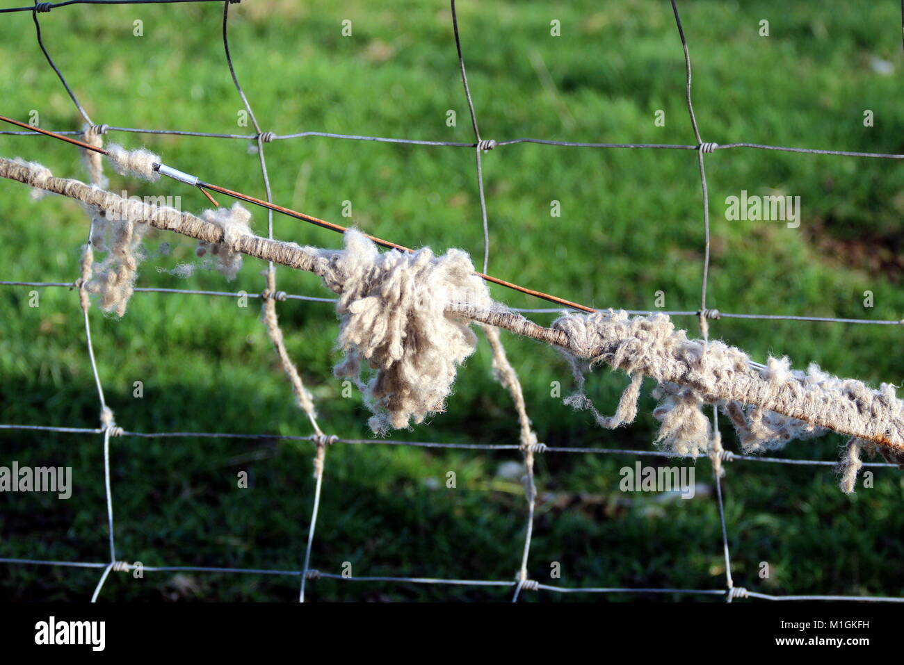 Sheep Wire High Resolution Stock Photography and Images - Alamy