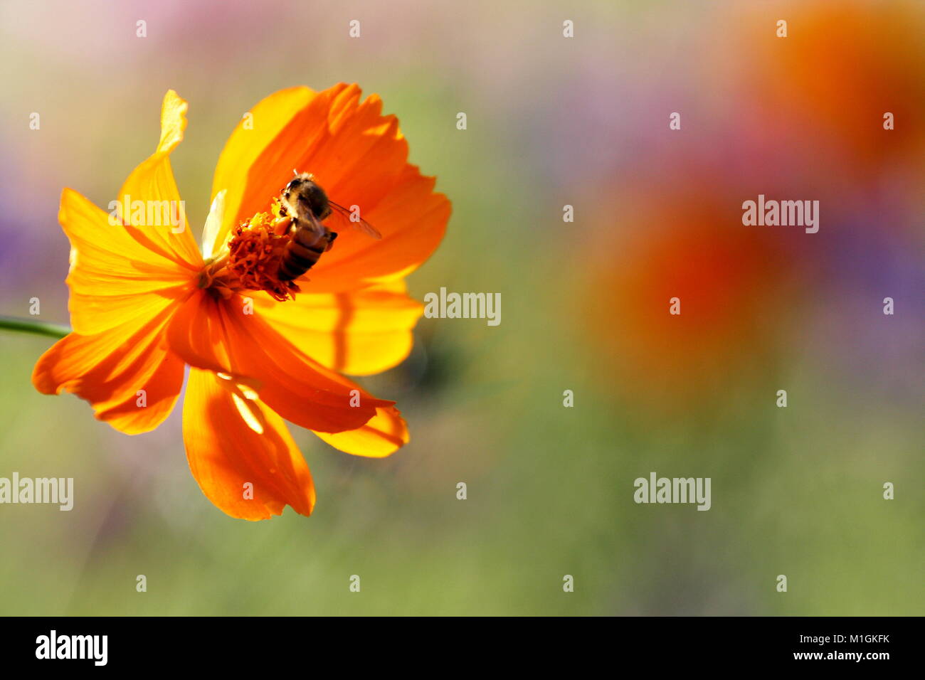 Pollination, bee in cosmos flower Stock Photo - Alamy
