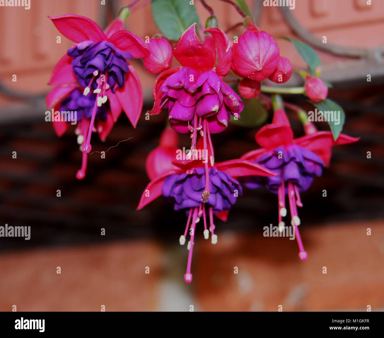 Fuschia hi-res stock photography and images - Alamy