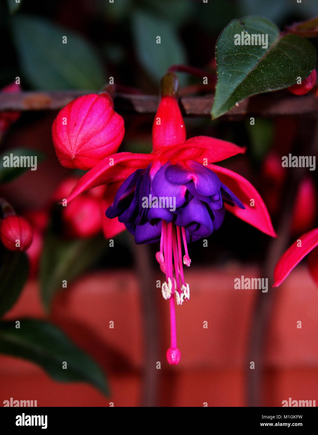 Fuschia hi-res stock photography and images - Alamy