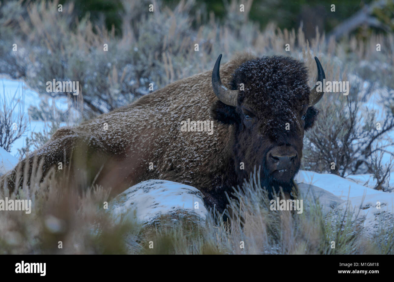American Bison, Bison bison, in Yellowstone National Park in Winter ...