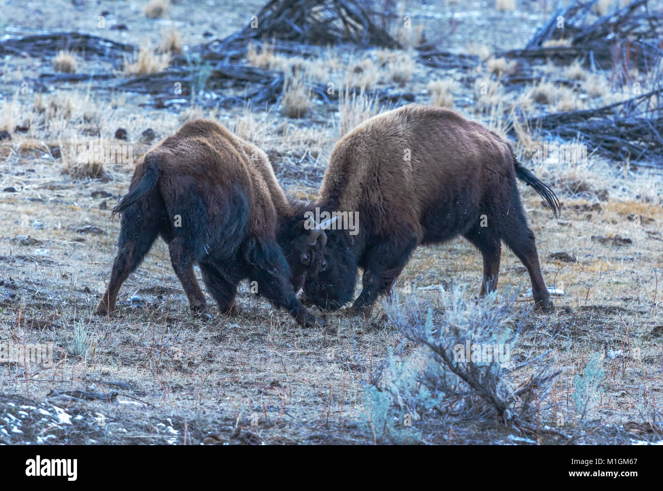 American Bison, Bison bison, in Yellowstone National Park in Winter ...