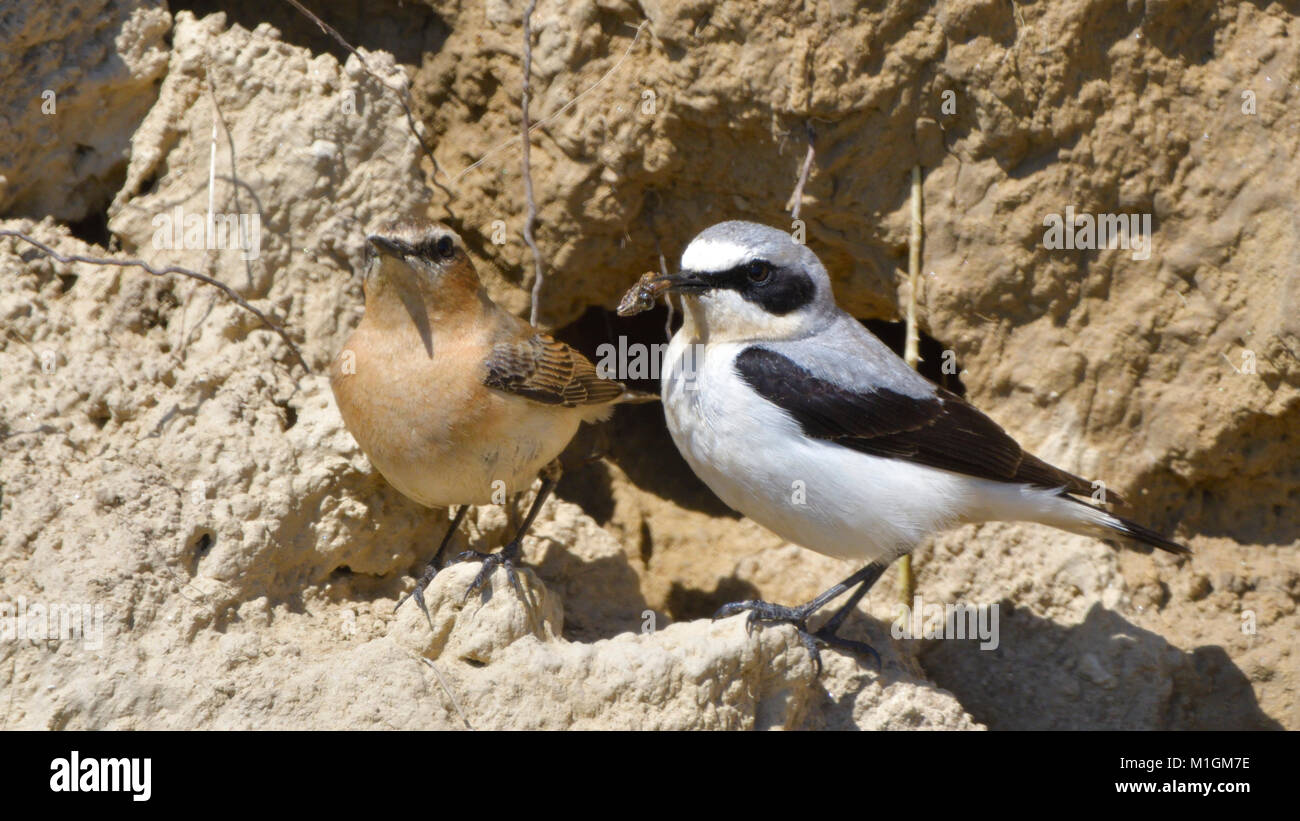 Northern wheatear pair hi-res stock photography and images - Alamy
