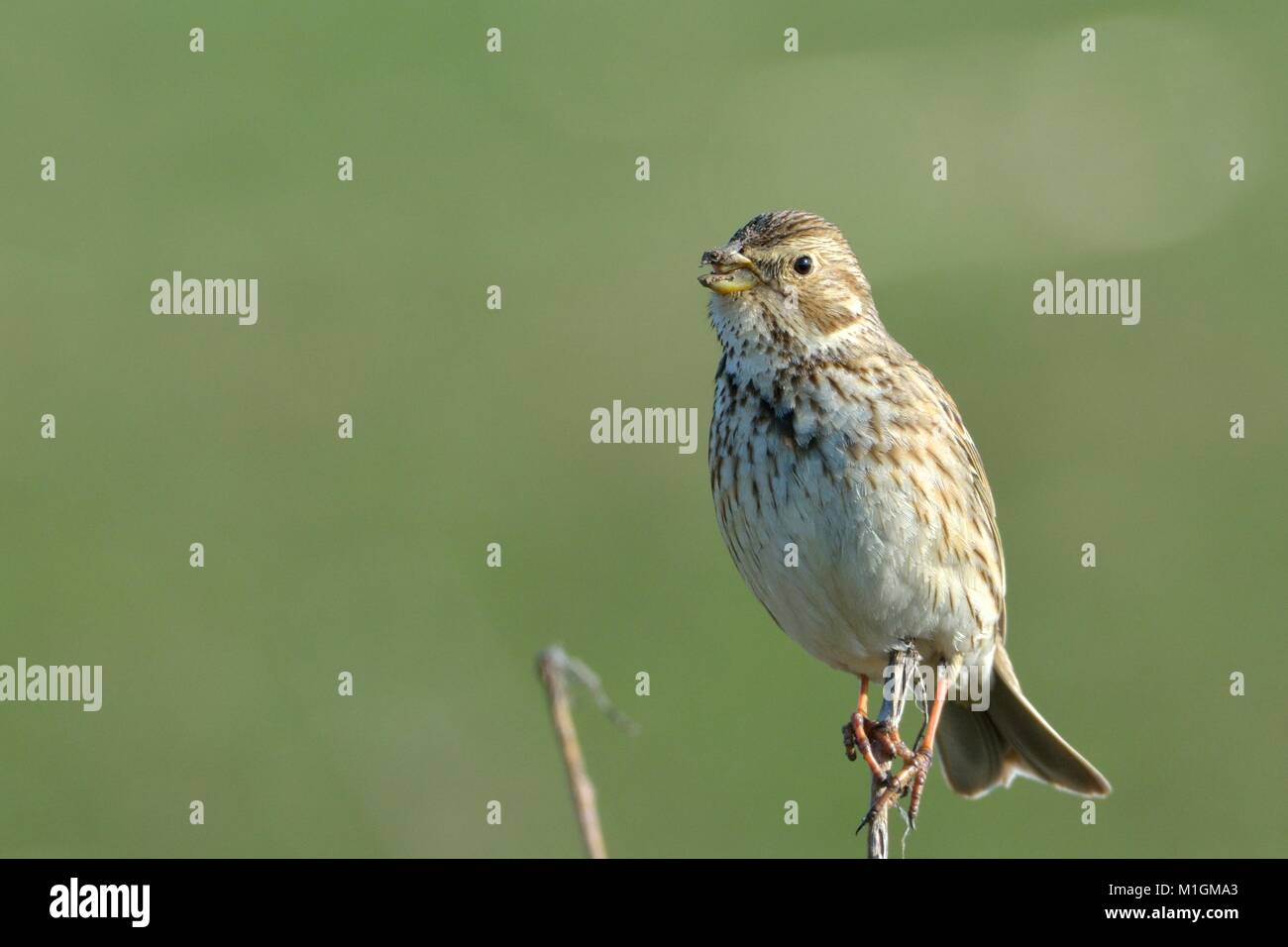 Corn bunting (Emberiza calandra) against green background Stock Photo ...
