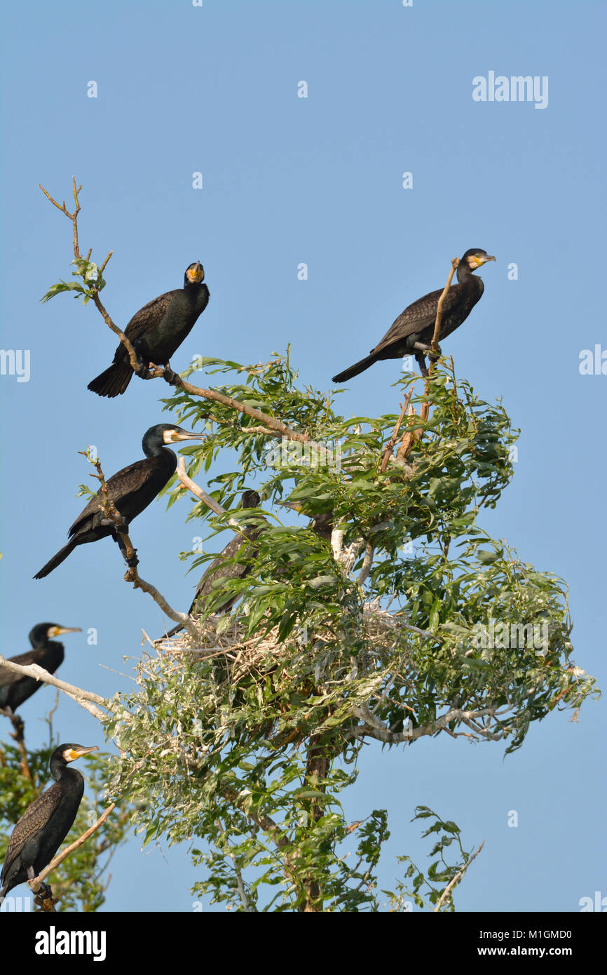 Great cormorant (Phalacrocorax carbo) colony Stock Photo - Alamy