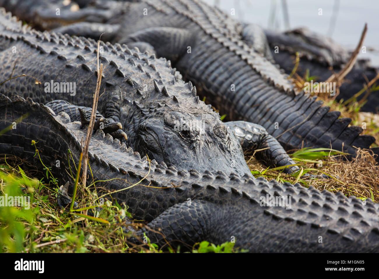 Alligator in Florida Stock Photo - Alamy