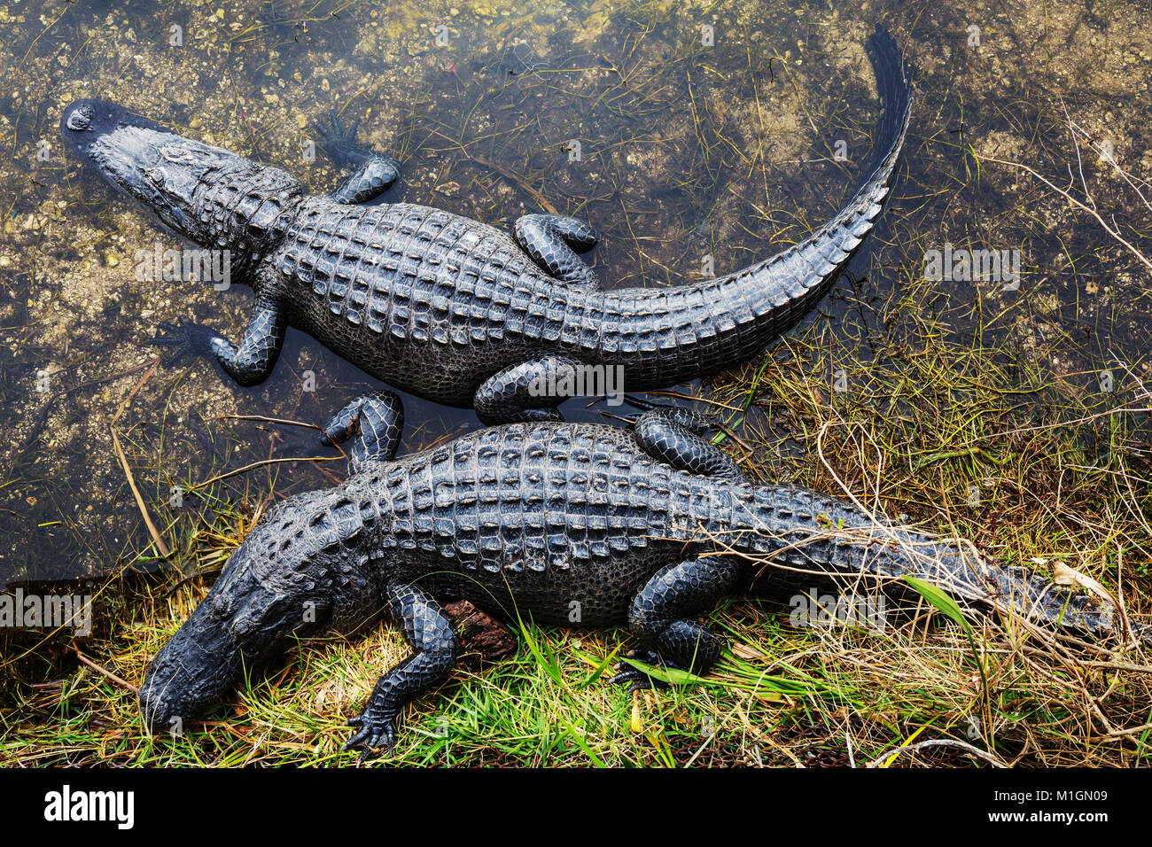 Alligator in Florida Stock Photo - Alamy
