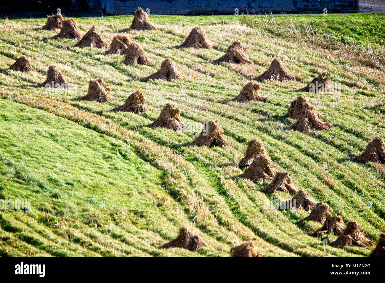 Oat stooks hi-res stock photography and images - Alamy