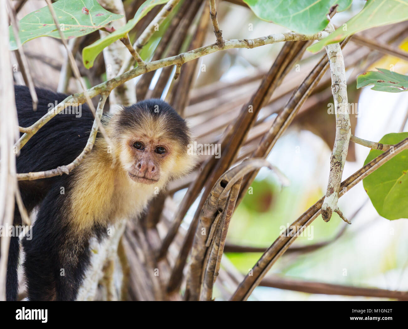 White faced capuchin monkeys forest in Costa Rica, Central America ...