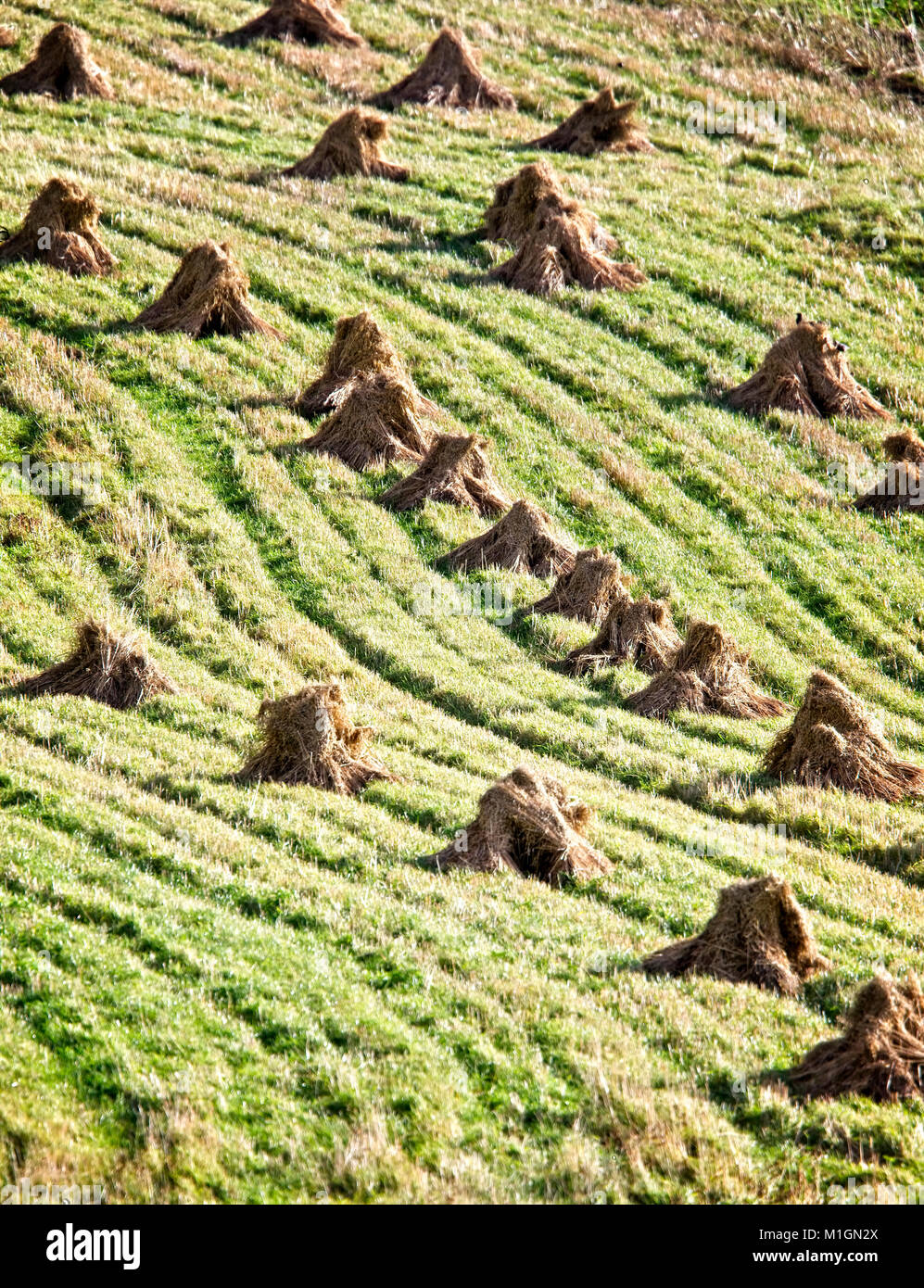 Shetland oat field with stooks, Mainland, Shetland, UK Stock Photo - Alamy