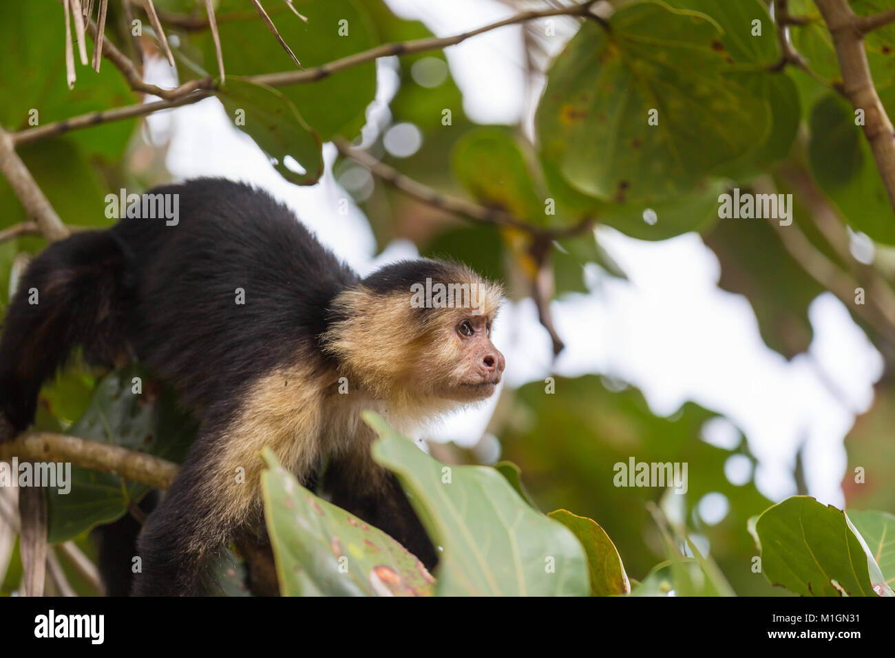 White faced capuchin monkeys forest in Costa Rica, Central America ...