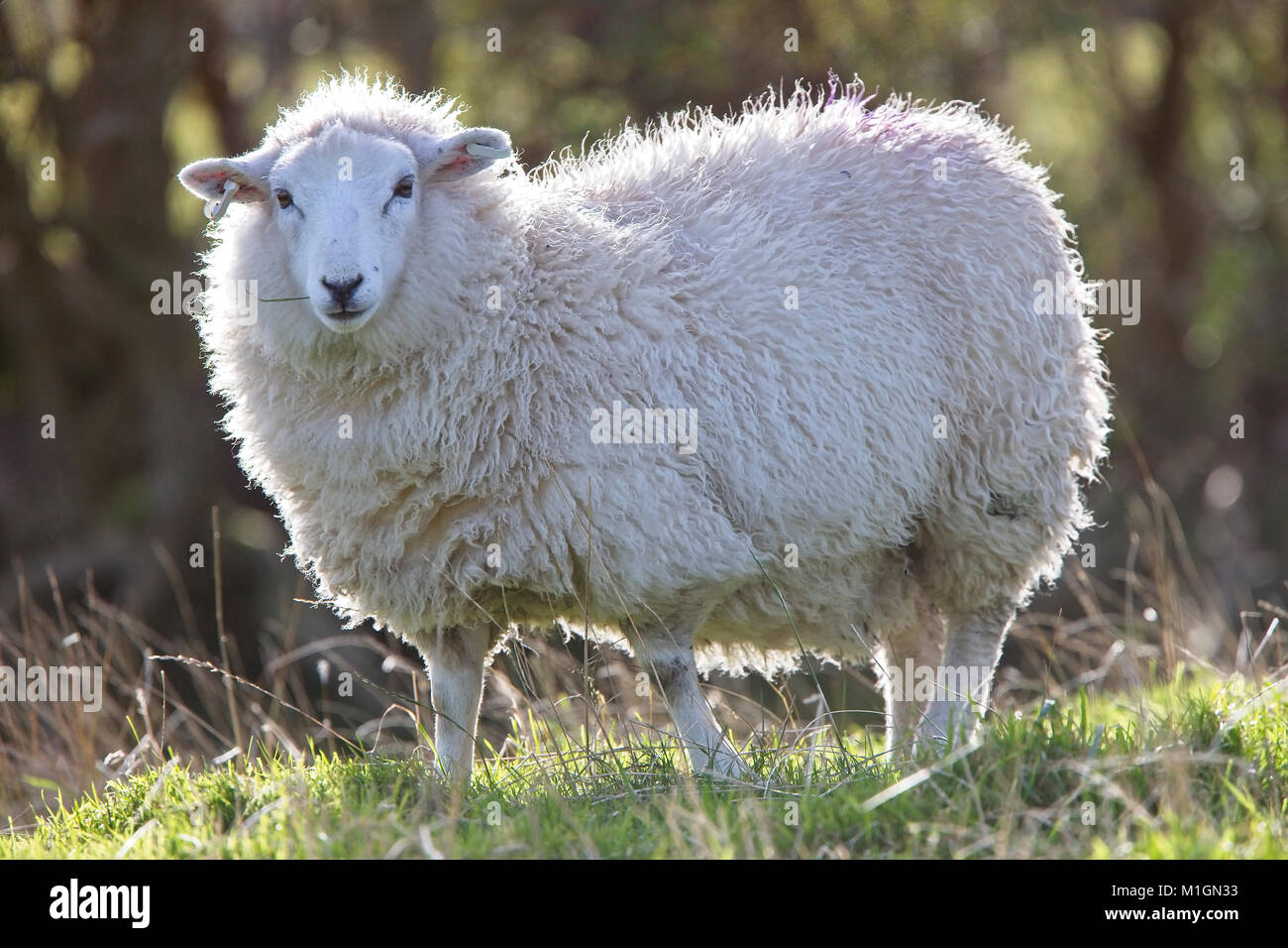 Shetland sheep hi-res stock photography and images - Alamy