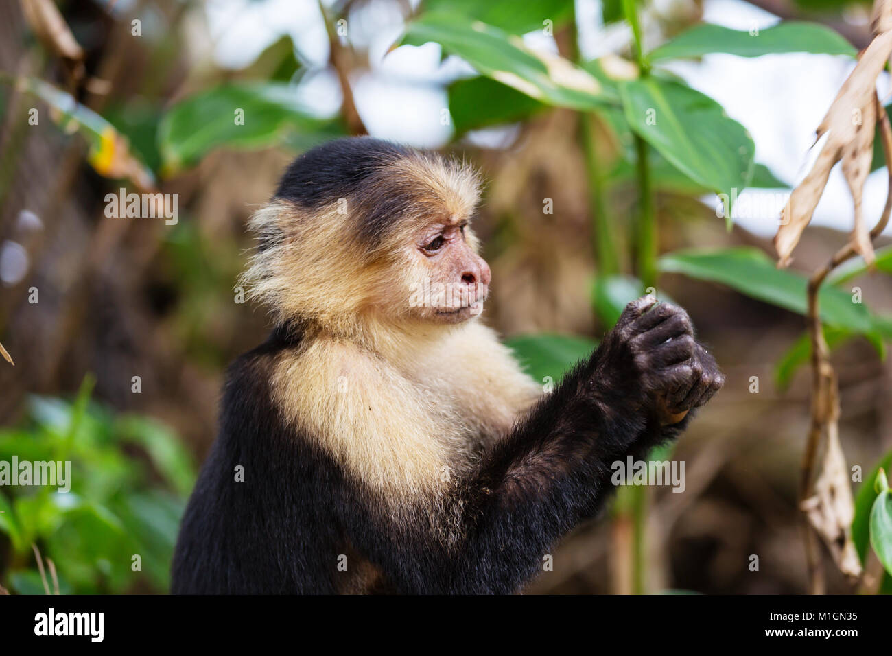 White faced capuchin monkeys forest in Costa Rica, Central America ...