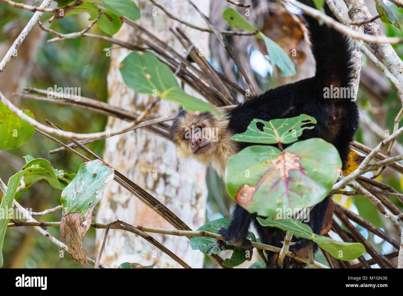 White faced capuchin monkeys forest in Costa Rica, Central America ...