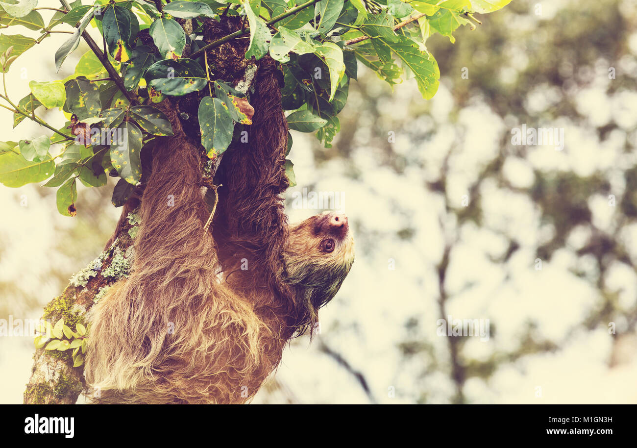 The sloth on the tree in Costa Rica, Central America Stock Photo - Alamy