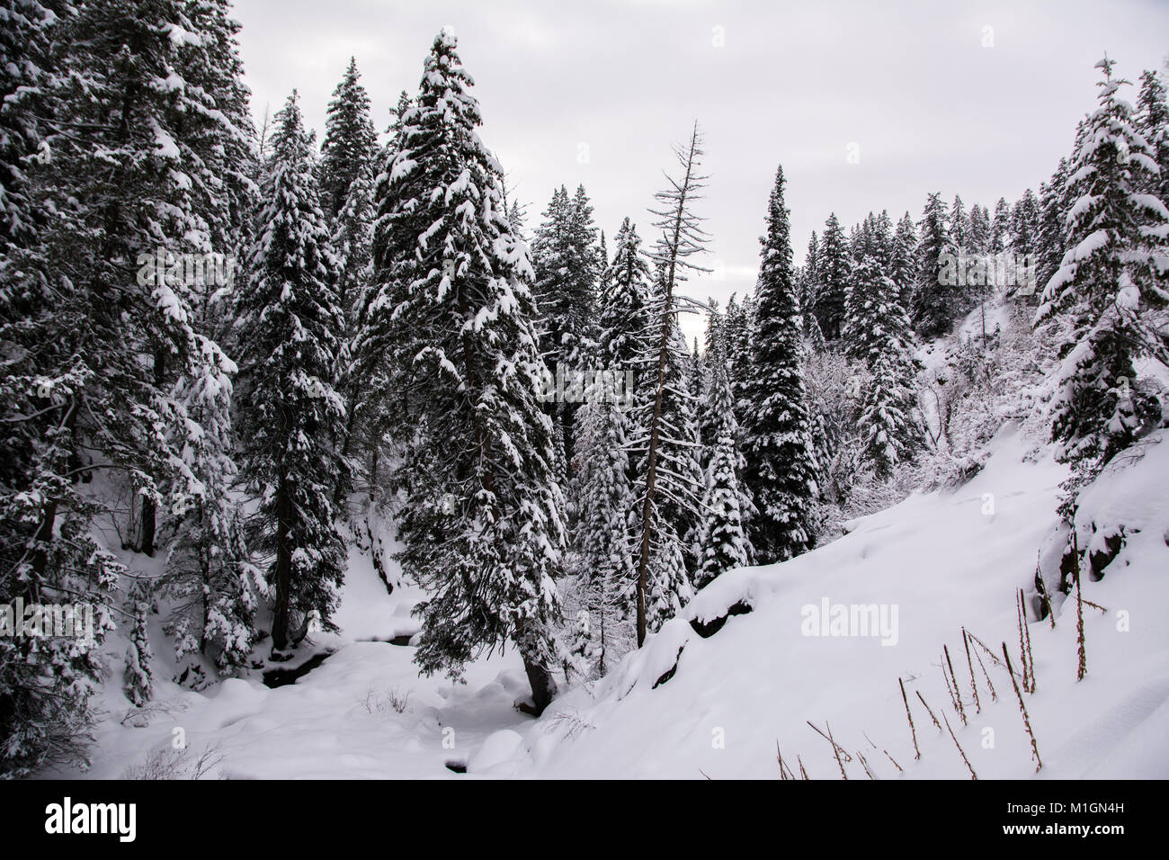 Snowy Evergreens High Resolution Stock Photography and Images - Alamy