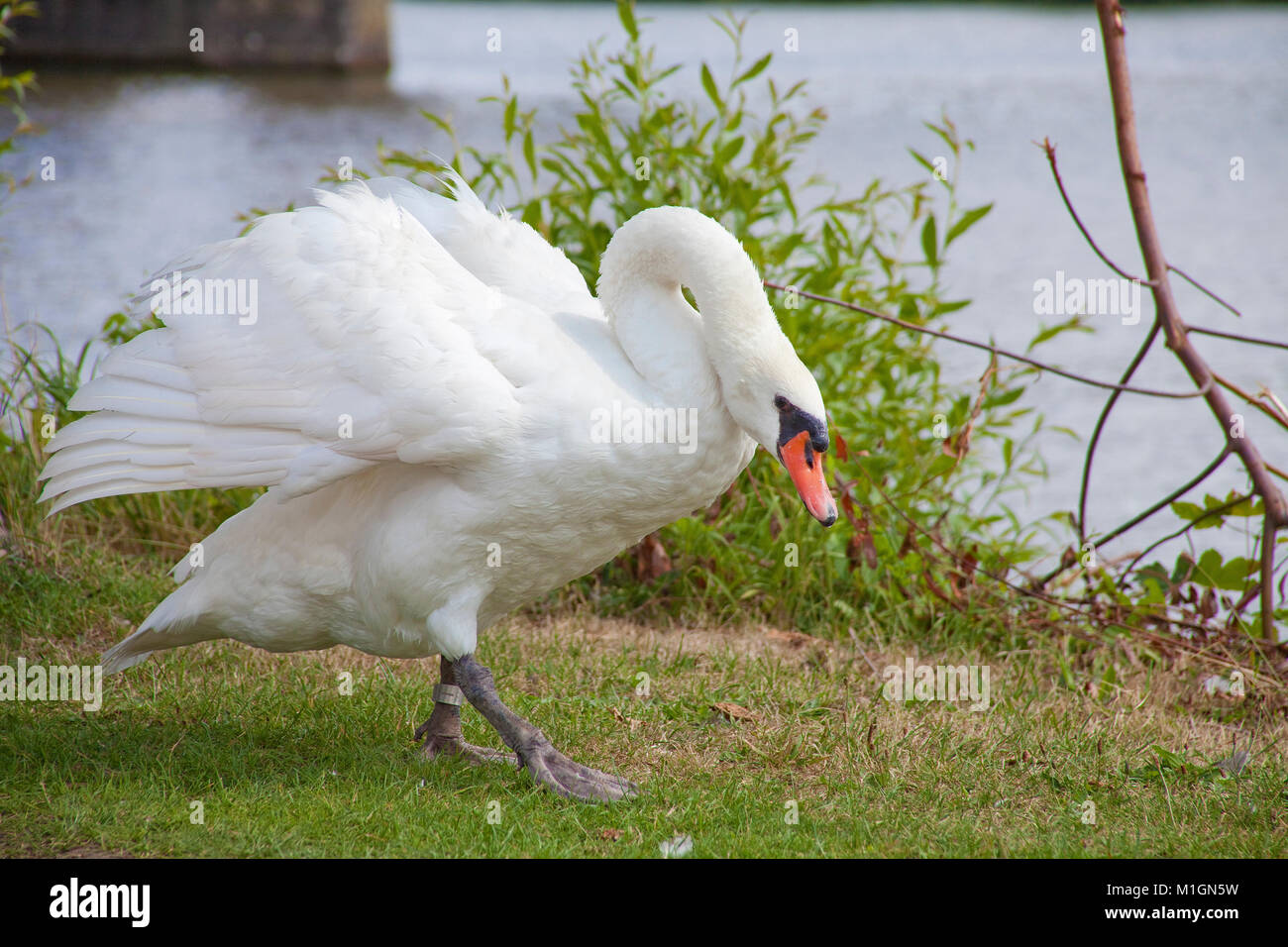 Swan drying its plumage at riverbank of the Moselle village Schweich ...
