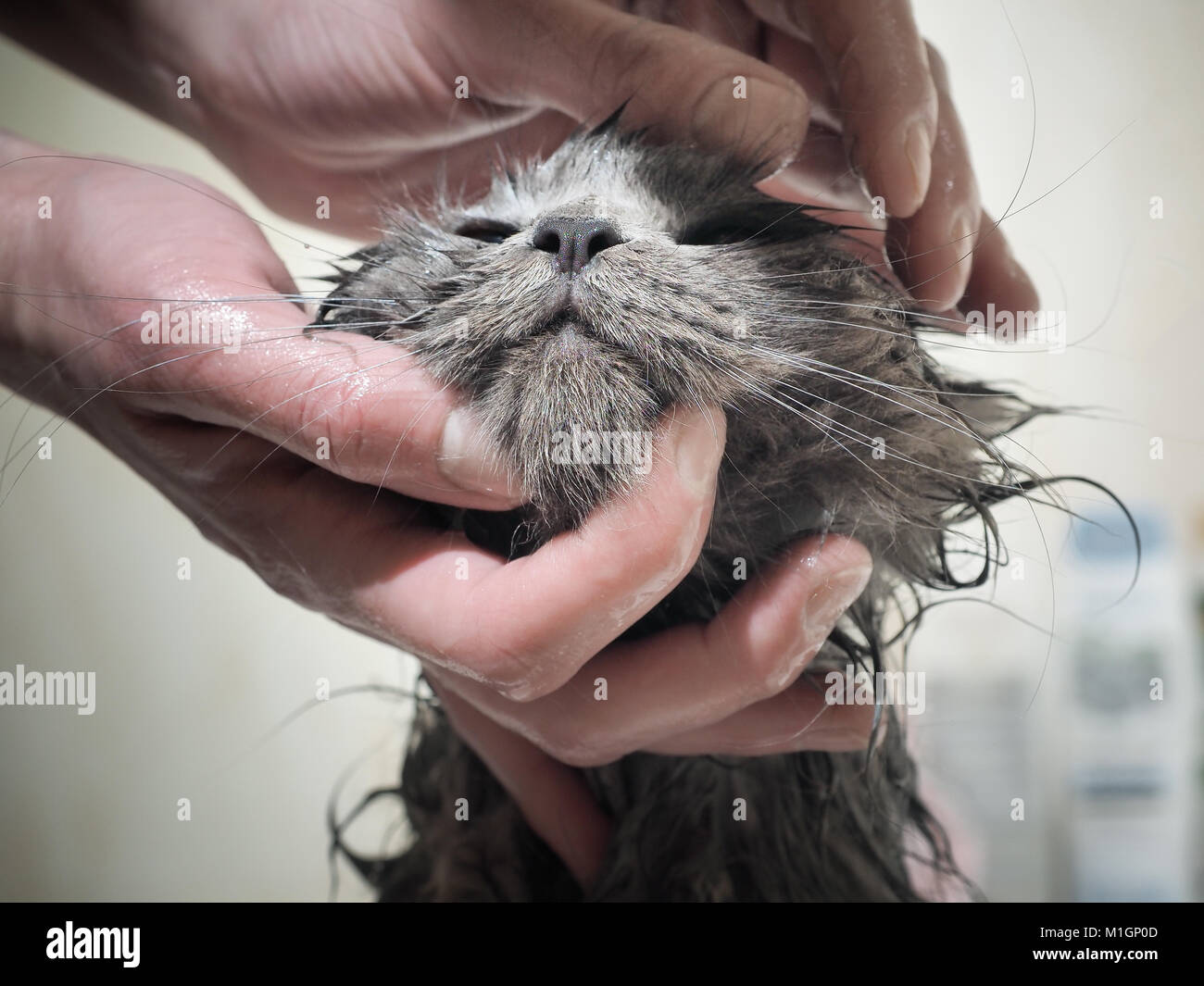Human hands are washed cat. Funny wet muzzle of the animal Stock Photo ...