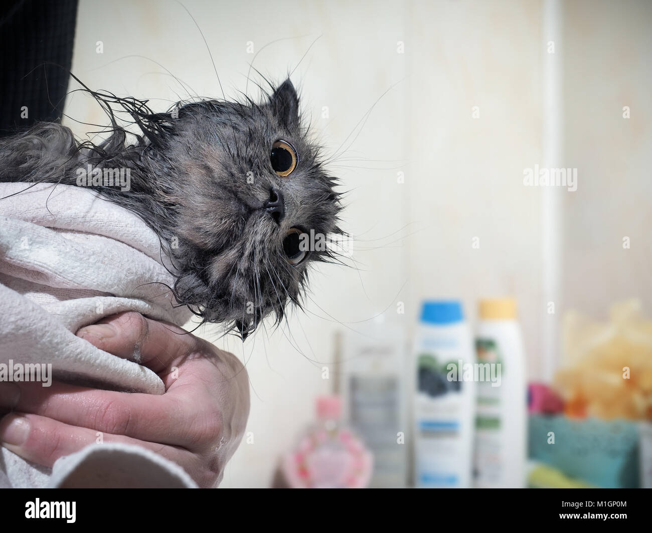 Miserable wet cat after washing. Cat peeking out of the towel Stock ...