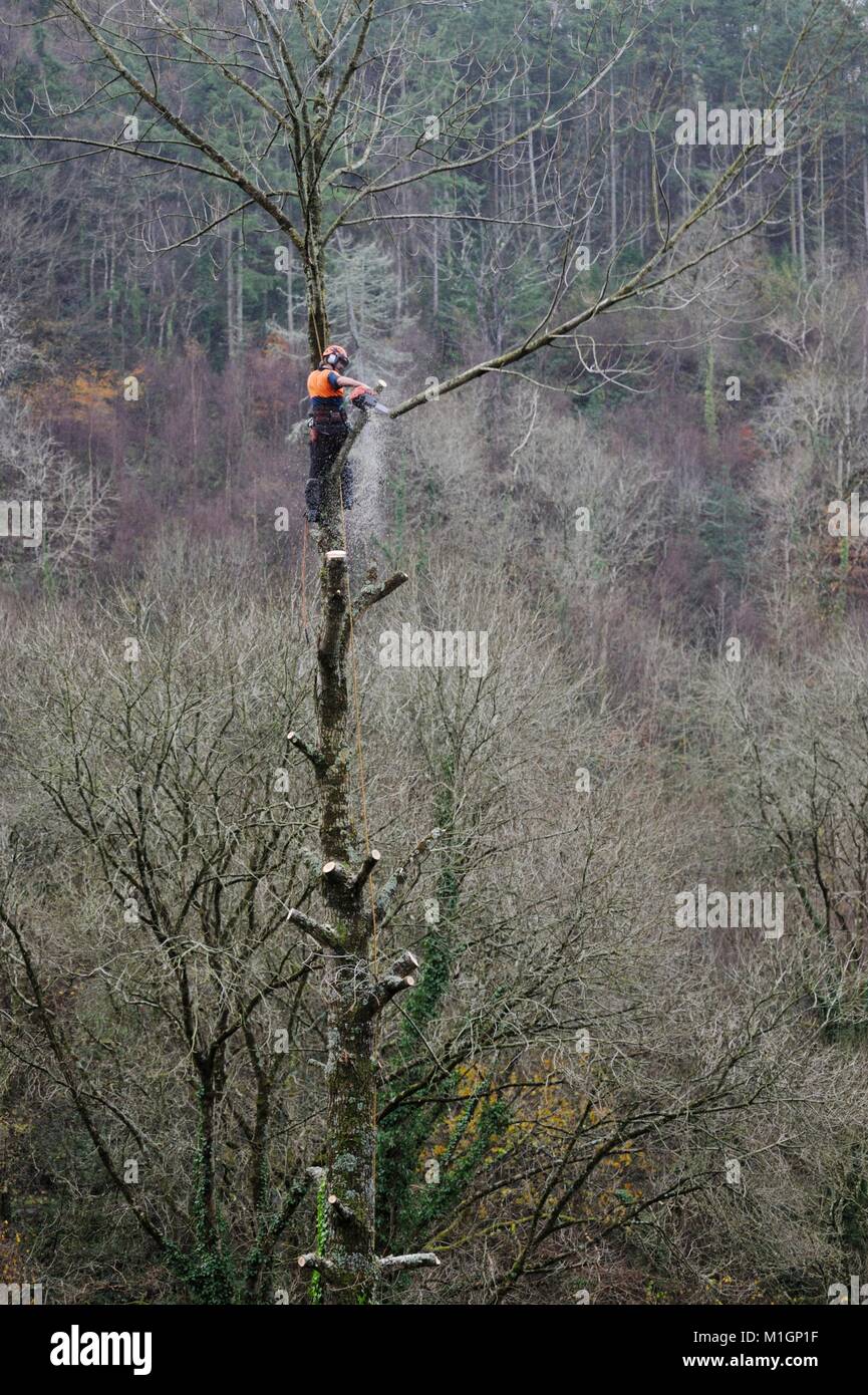 Man climbing tree hi-res stock photography and images - Alamy