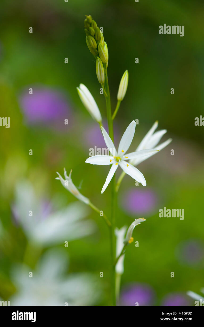 Anthericum liliago,Astlose Graslilie,St Bernard's lily Stock Photo - Alamy