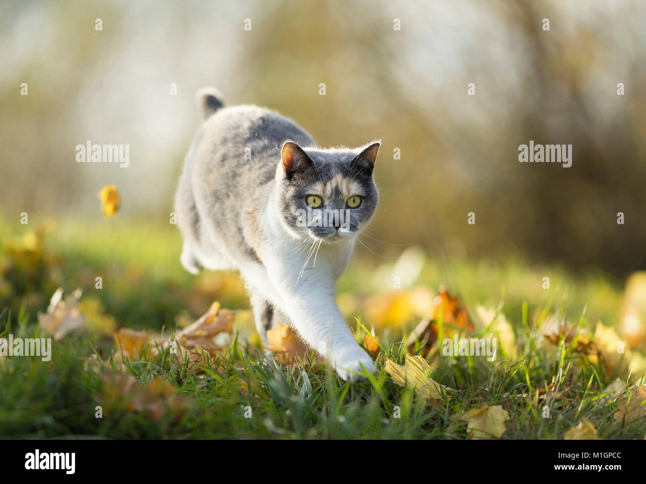 Leaping cats hi-res stock photography and images - Alamy