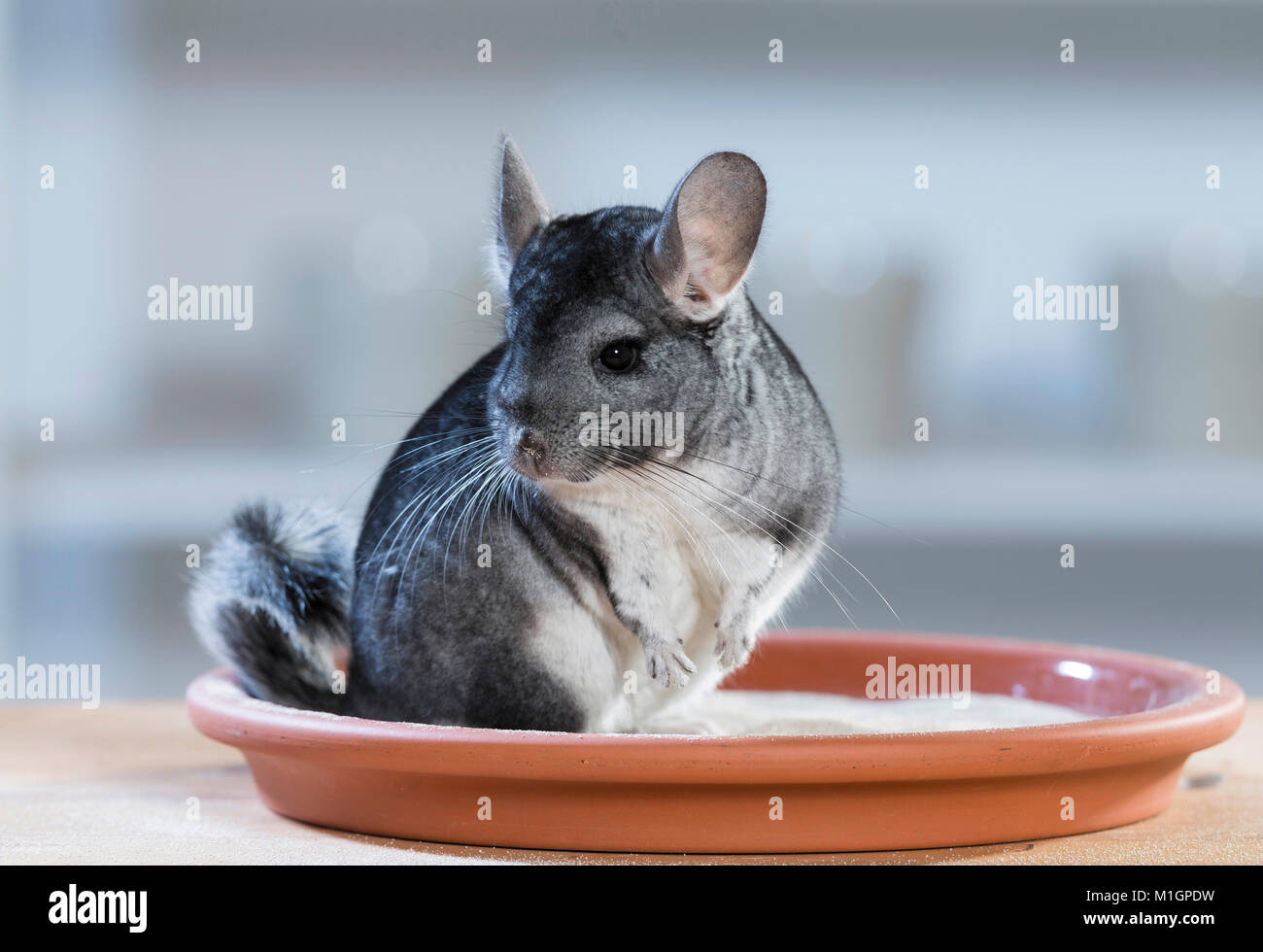 Chinchilla Baby Dust Bath